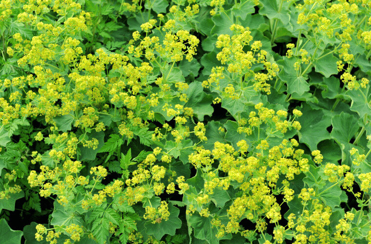 REVEALED: The British Royal Family's Favourite Flowers