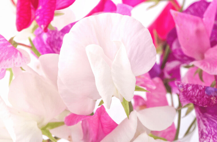 REVEALED: The British Royal Family's Favourite Flowers