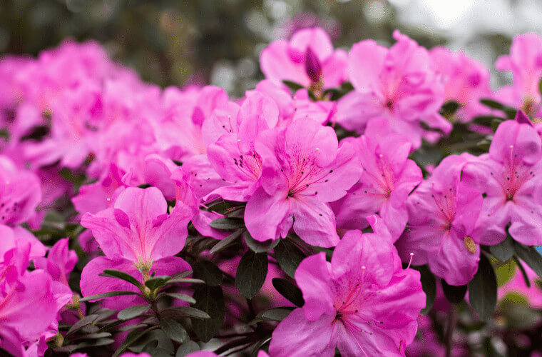 REVEALED: The British Royal Family's Favourite Flowers