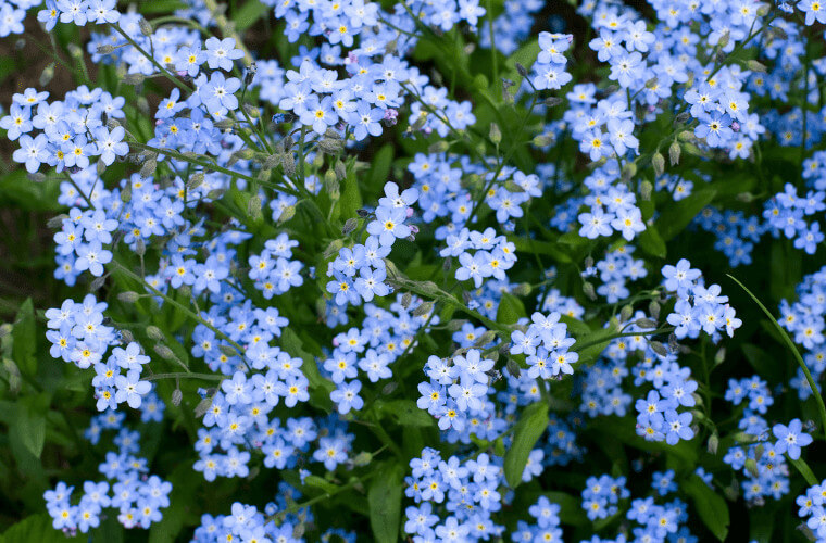 REVEALED: The British Royal Family's Favourite Flowers