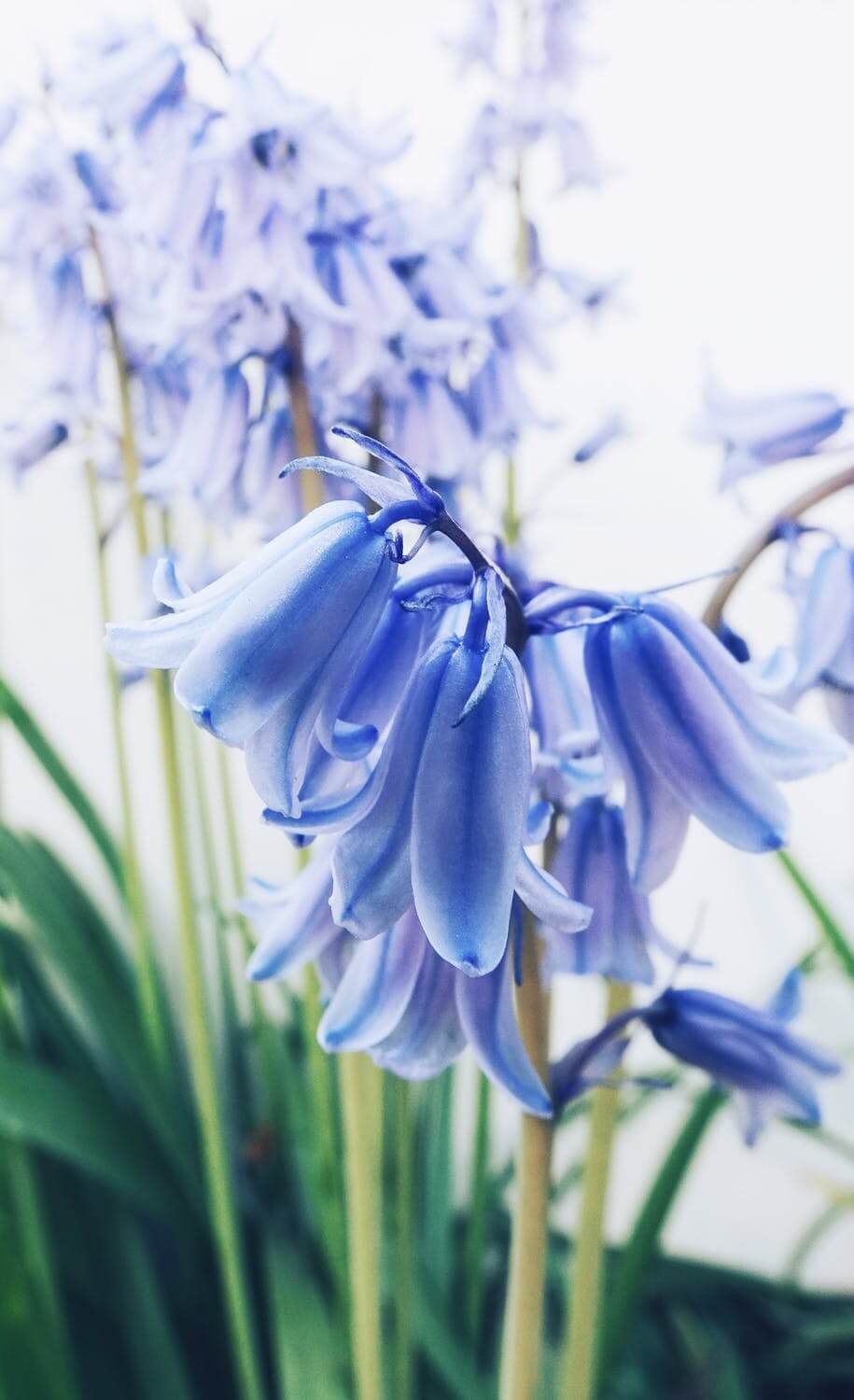 Your Ultimate Guide To Spring Flowers In The UK In 2023
