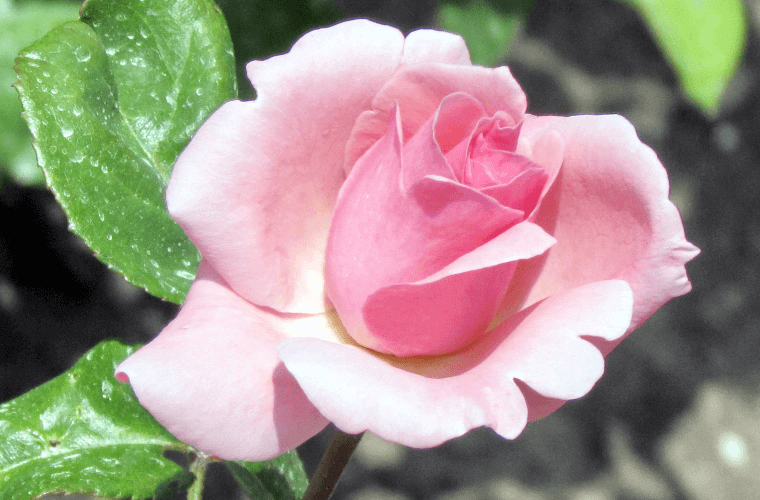 10 Flowers Named After The Royal Family & Why (2023)