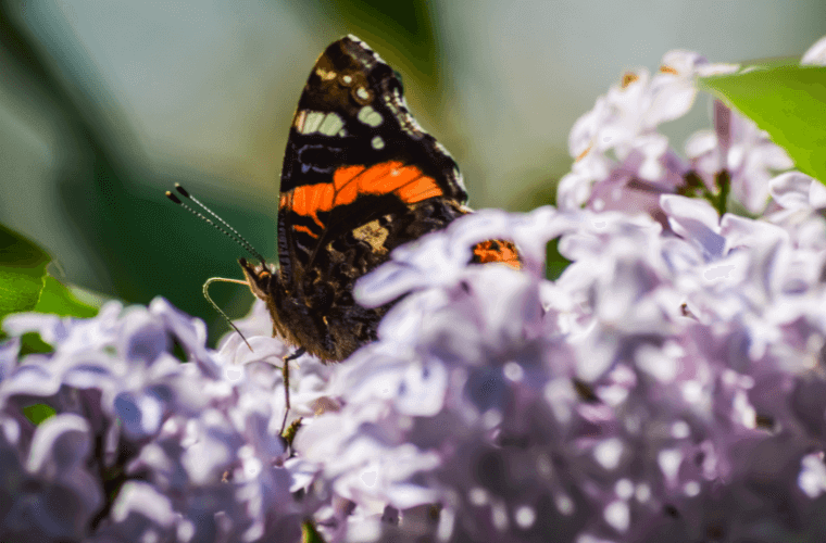 Protecting Insects With Wildflowers - Your Evergreen Guide