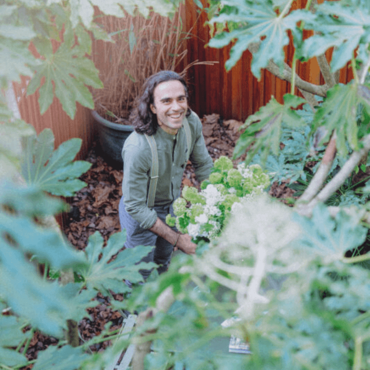 Do Trees Improve Air Quality In Urban Areas